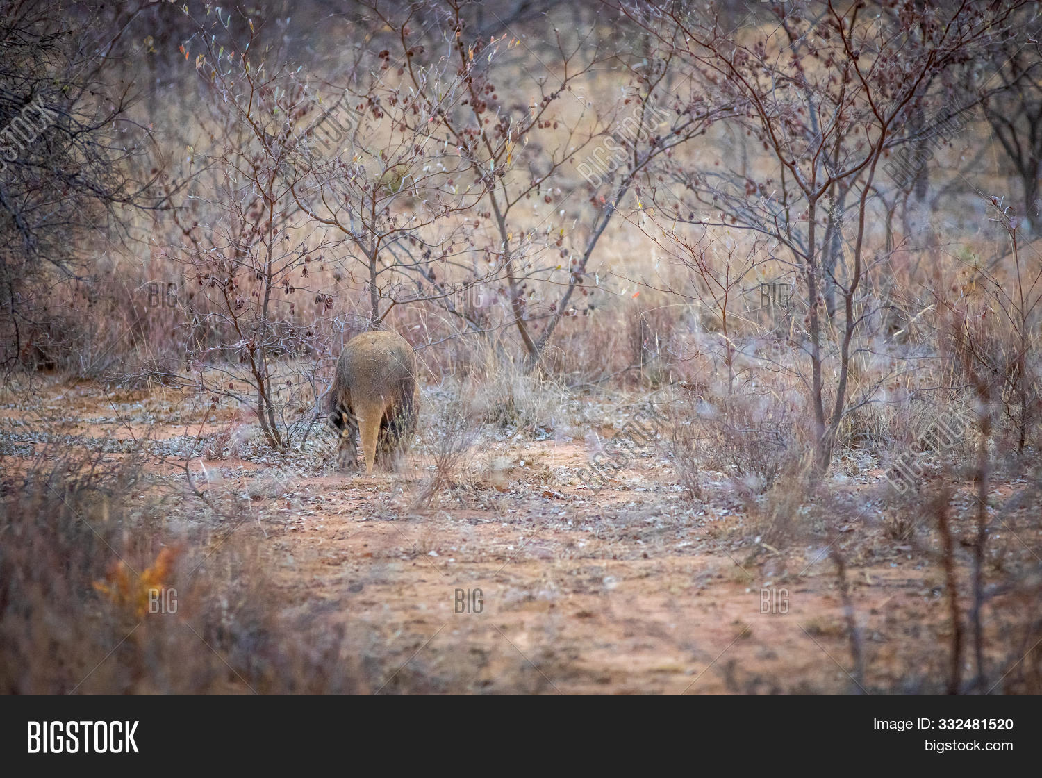 Aardvark Walking Away Image & Photo (Free Trial) | Bigstock