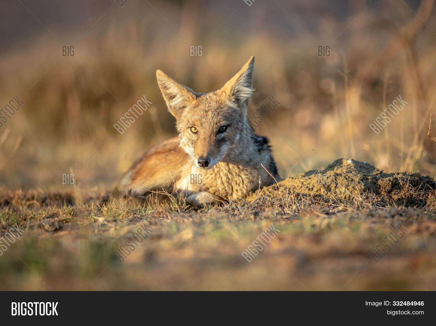 Black-backed Jackal Image & Photo (Free Trial) | Bigstock