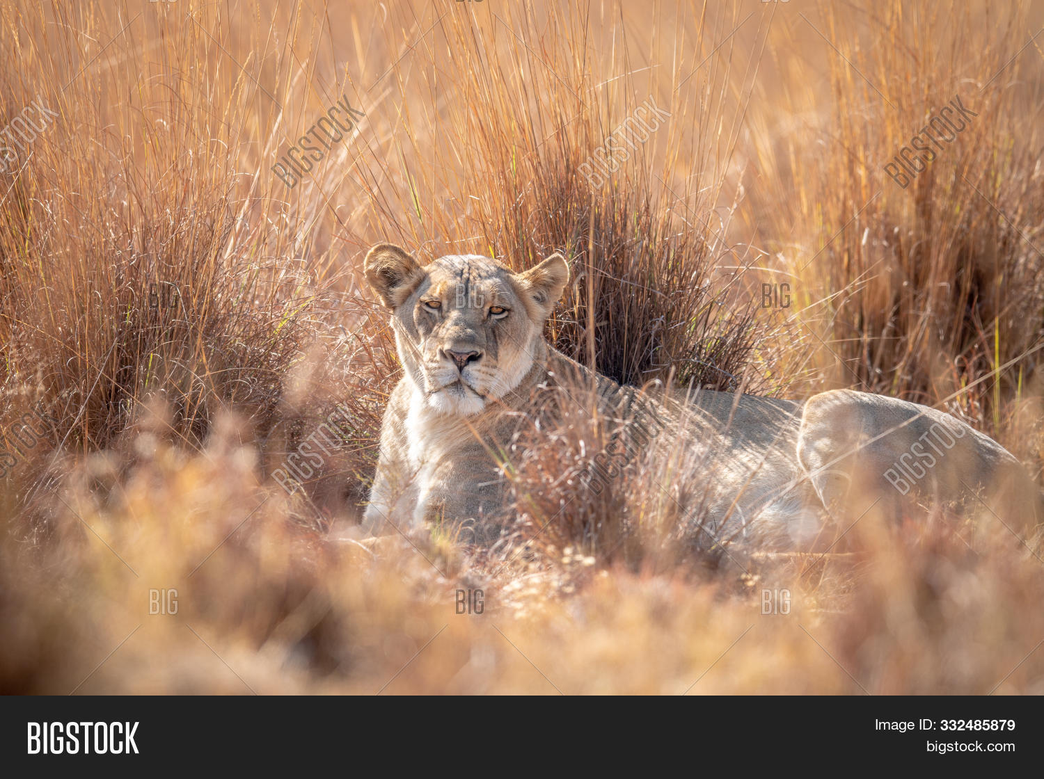 Lioness Laying High Image & Photo (Free Trial) | Bigstock