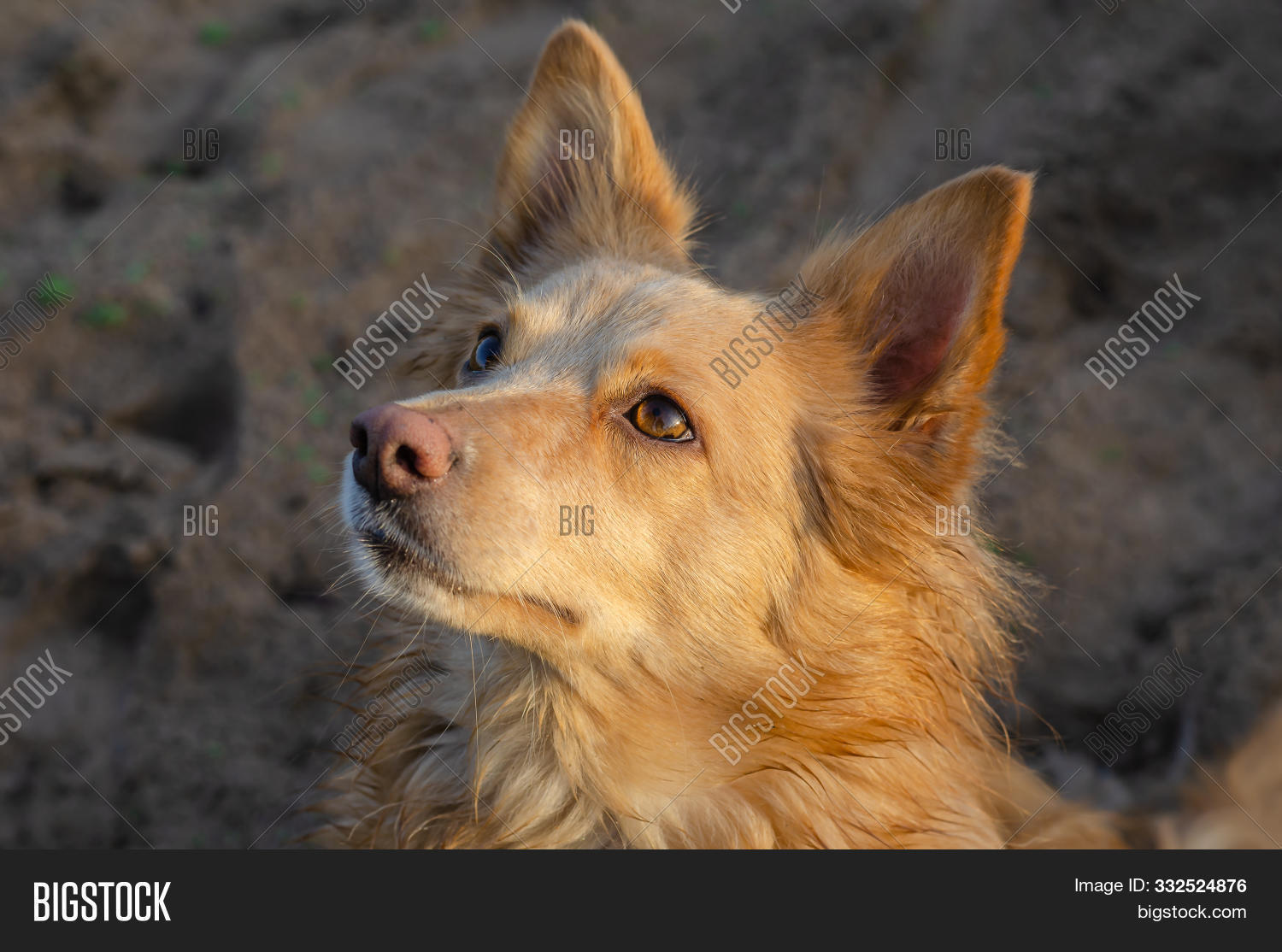 Portrait Beautiful Image & Photo (Free Trial) | Bigstock