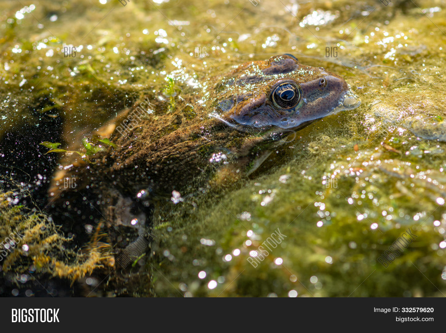 Macro Photo Nature Image & Photo (Free Trial) | Bigstock