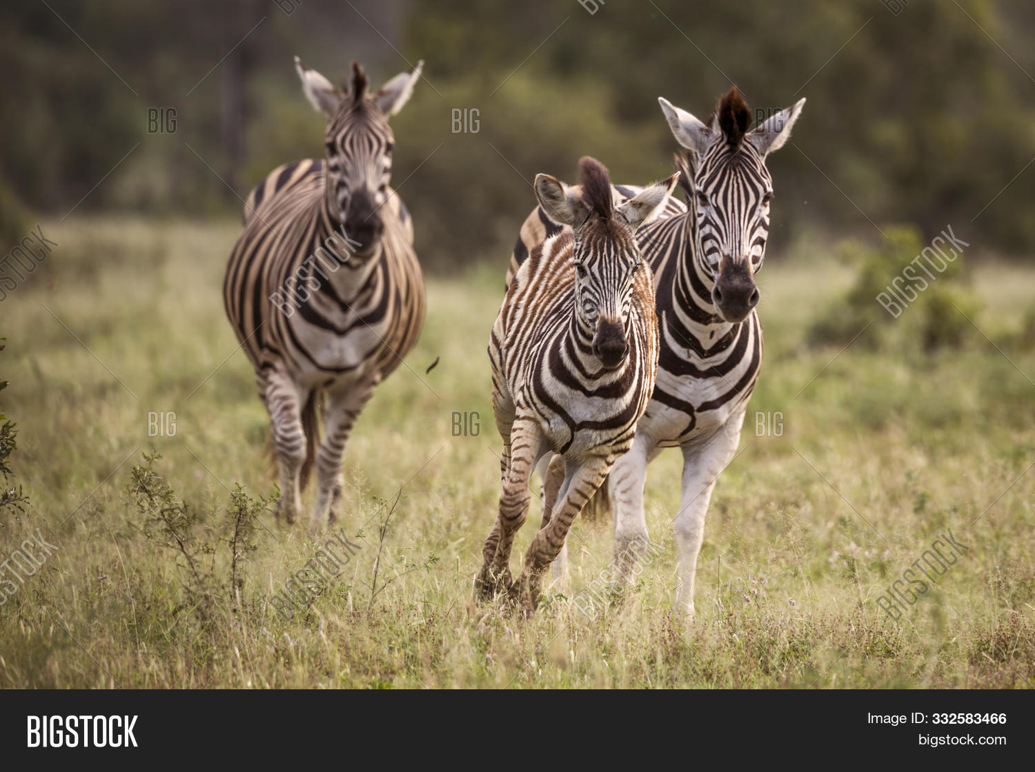 Zebras In Africa Running