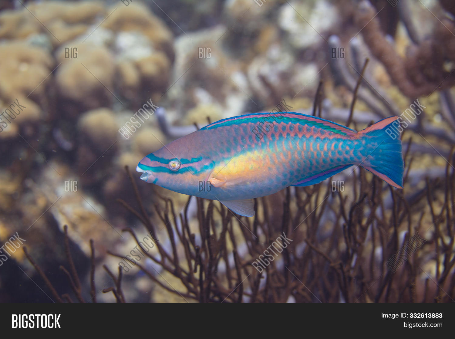 Princess Parrotfish
