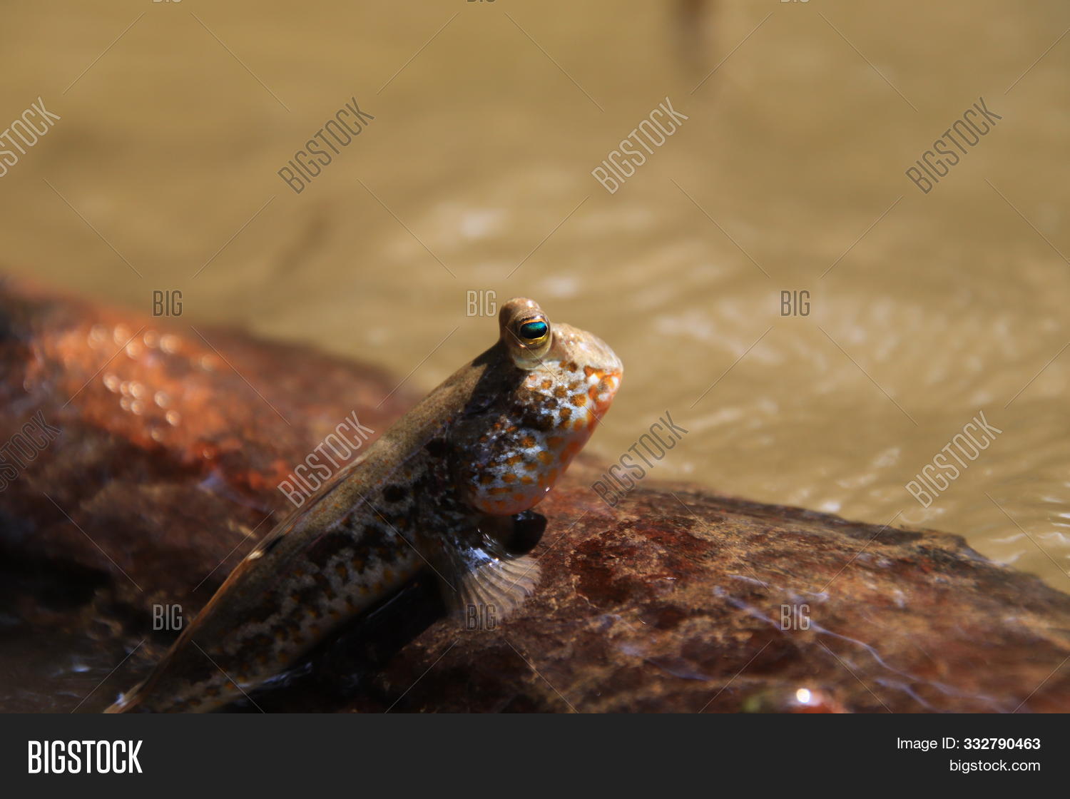 Imagen y foto Close Mudskipper (prueba gratis) | Bigstock