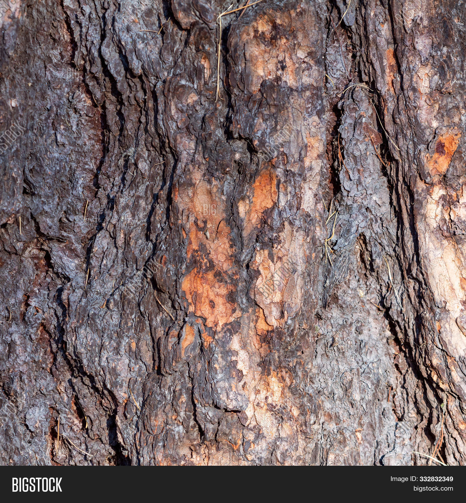 Natural Texture Larch Image & Photo (Free Trial) | Bigstock