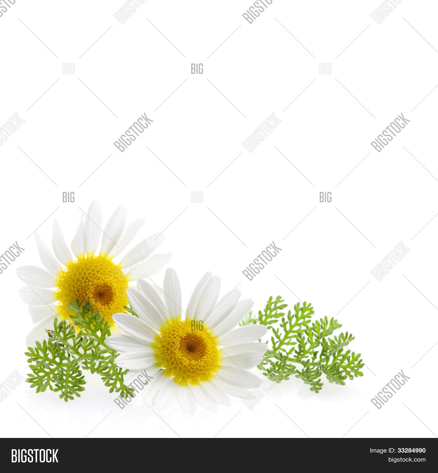 Daisy Flower Right Image & Photo (Free Trial) | Bigstock