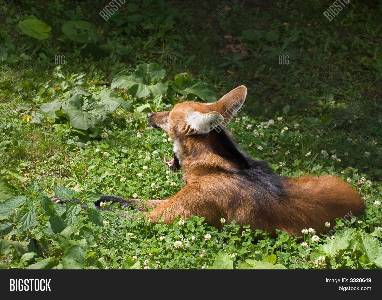 Imagen y foto Lobo De Crin ( (prueba gratis) | Bigstock
