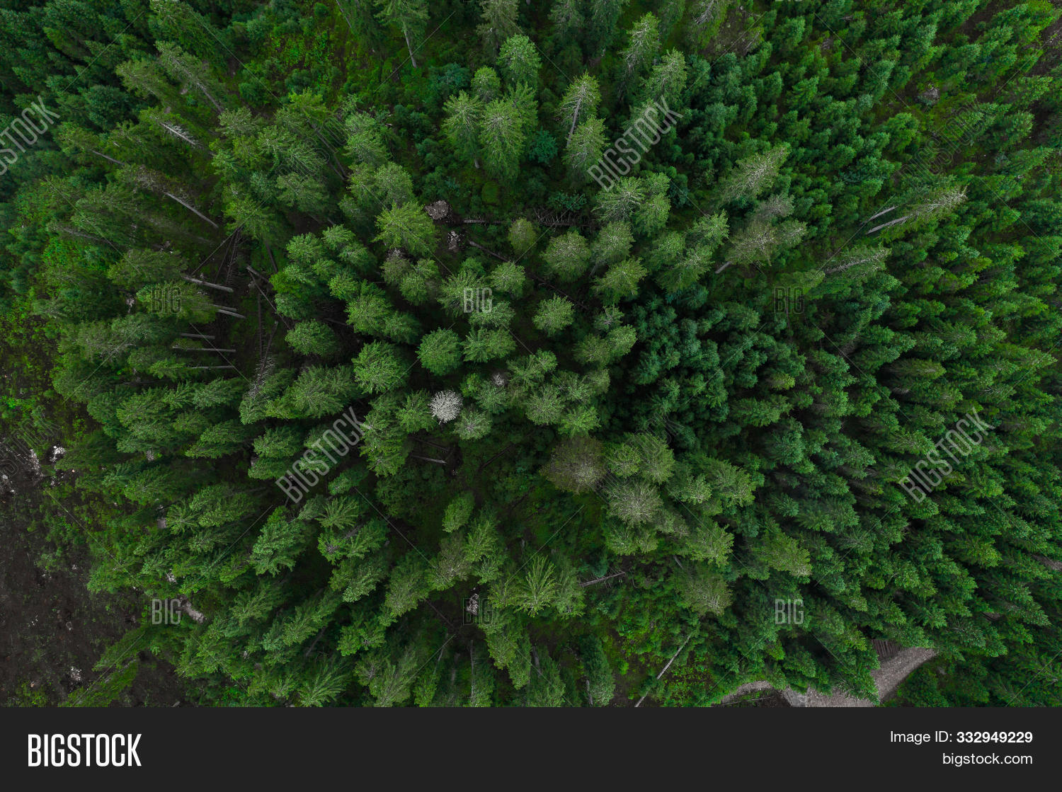 Aerial Top View Forest Image & Photo (Free Trial) | Bigstock