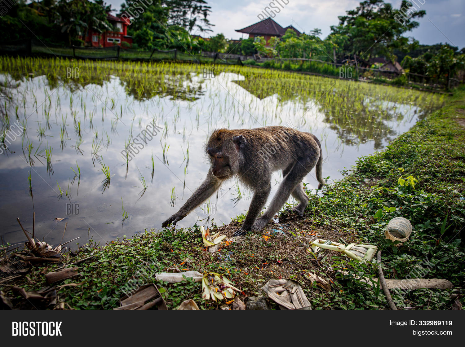 Monkey Goes On Ground Image & Photo (Free Trial) | Bigstock