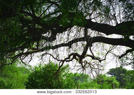 Big Neem Tree Image & Photo (Free Trial) | Bigstock