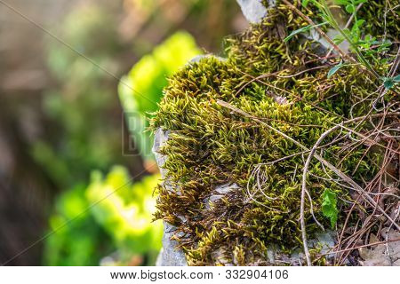 Fluffy Soft Green Moss Image & Photo (Free Trial) | Bigstock