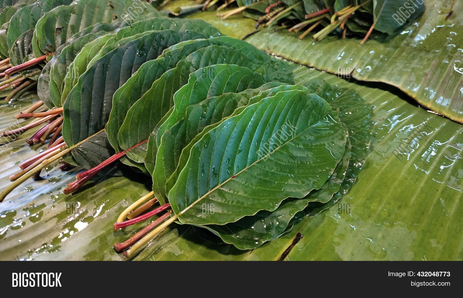 Kratom Leaves Image & Photo (Free Trial) | Bigstock