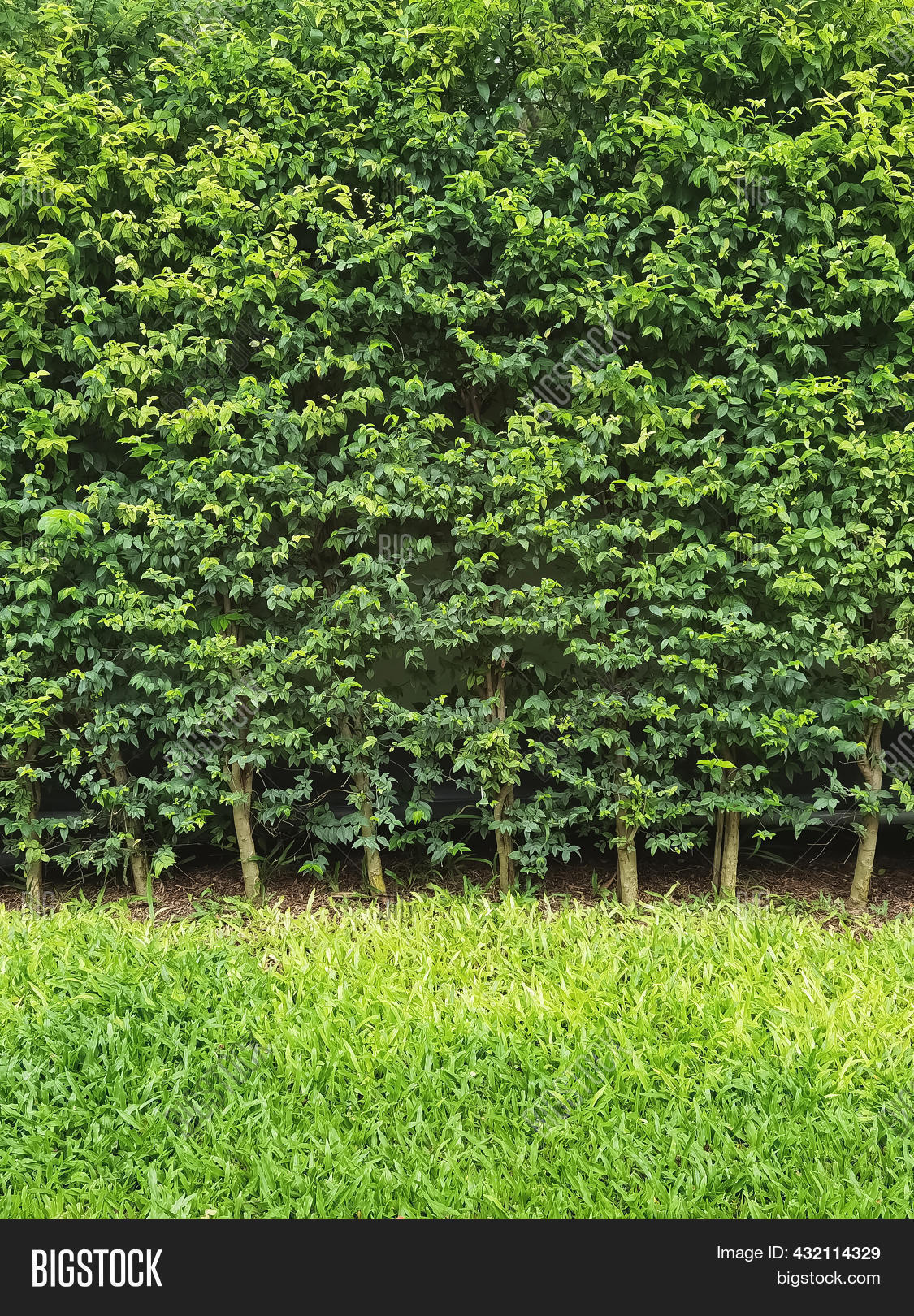 Long Green Hedge Green Image & Photo (Free Trial) | Bigstock