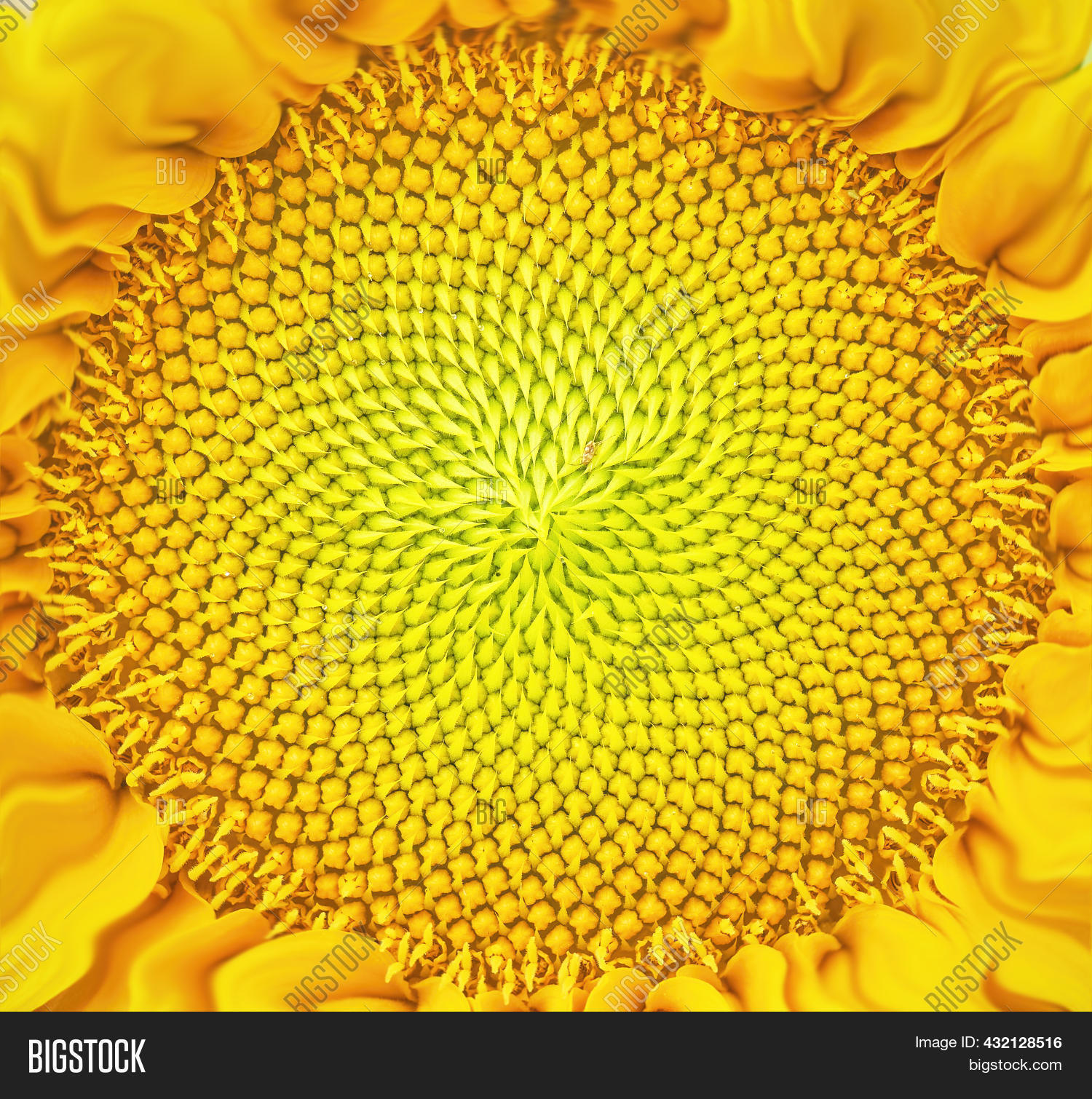 Center Suflower Image & Photo (Free Trial) | Bigstock