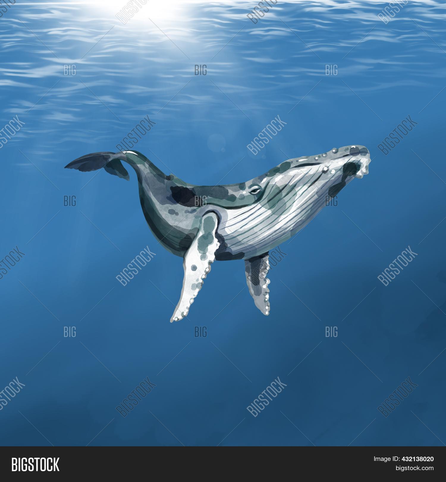 White Whale, Whale Image & Photo (Free Trial) | Bigstock