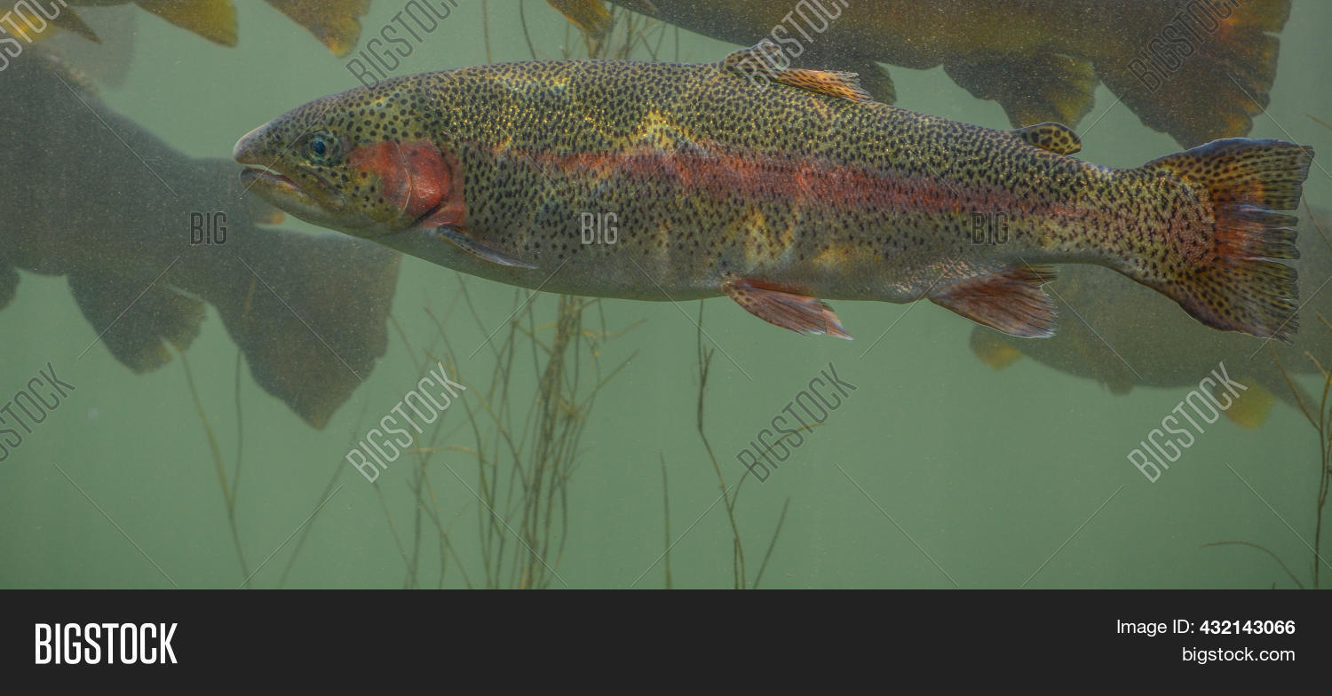 Colorful Rainbow Trout Image & Photo (Free Trial) | Bigstock