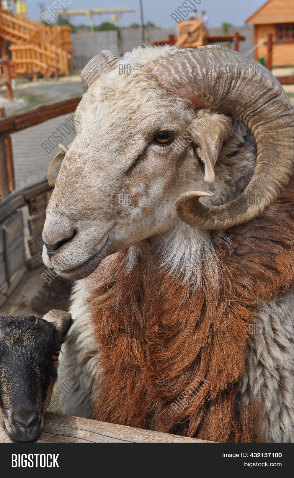 Ram Curved Horns Long Image & Photo (Free Trial) | Bigstock