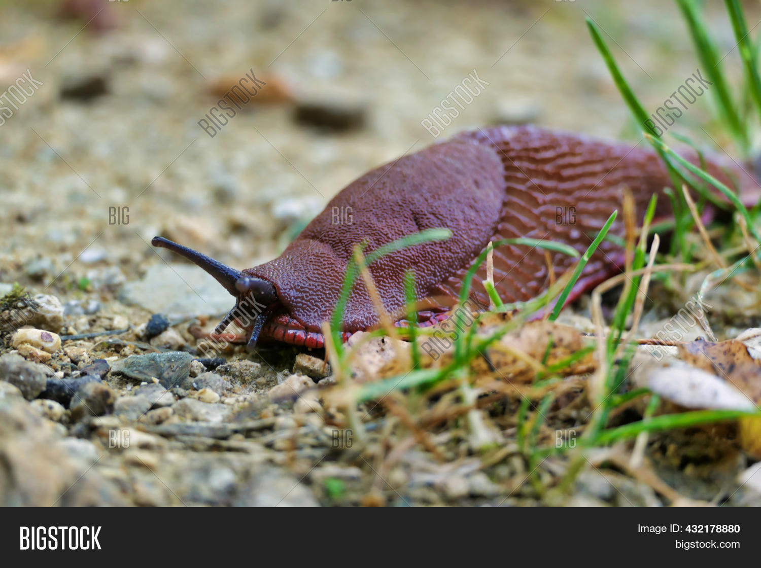 European Red Slug Aka Image & Photo (Free Trial) | Bigstock