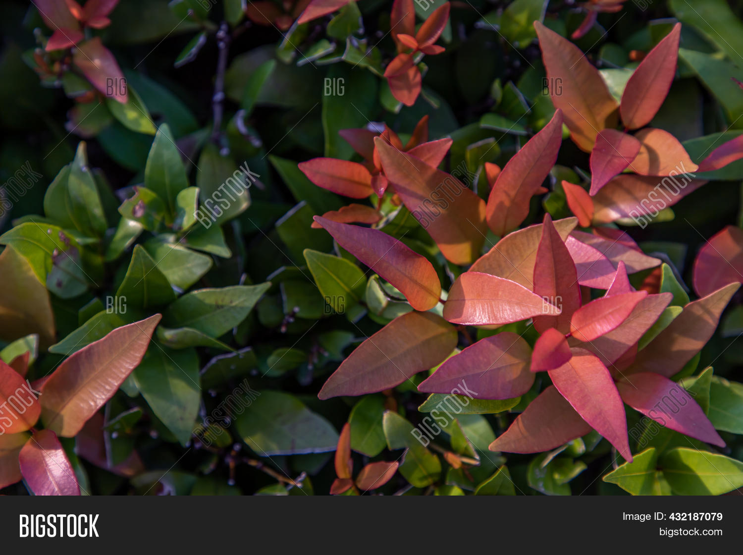 Red Leaf Photinia Image & Photo (Free Trial) | Bigstock