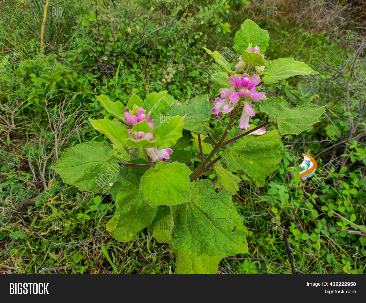 Devil's Claw Plant, Image & Photo (Free Trial) | Bigstock