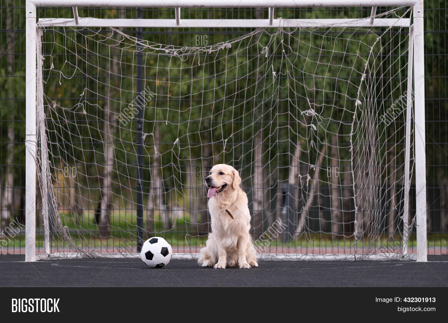 Dog Soccer Player. Image & Photo (Free Trial) | Bigstock