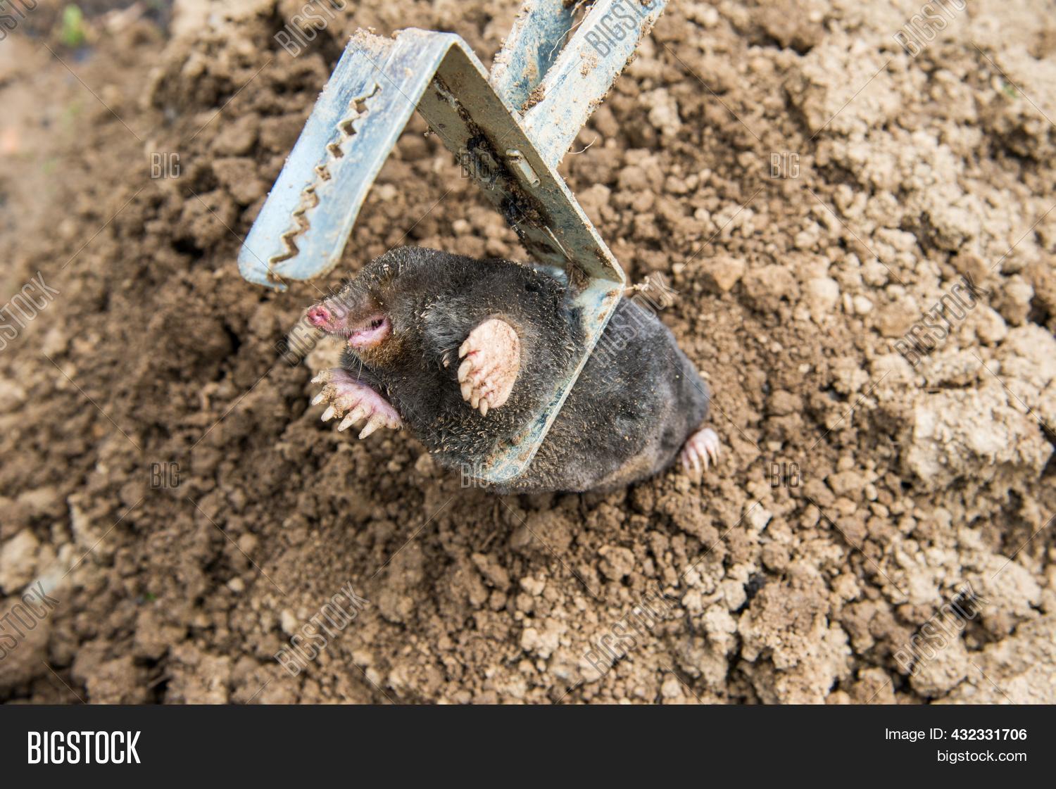 Caught European Mole Image & Photo (Free Trial) | Bigstock