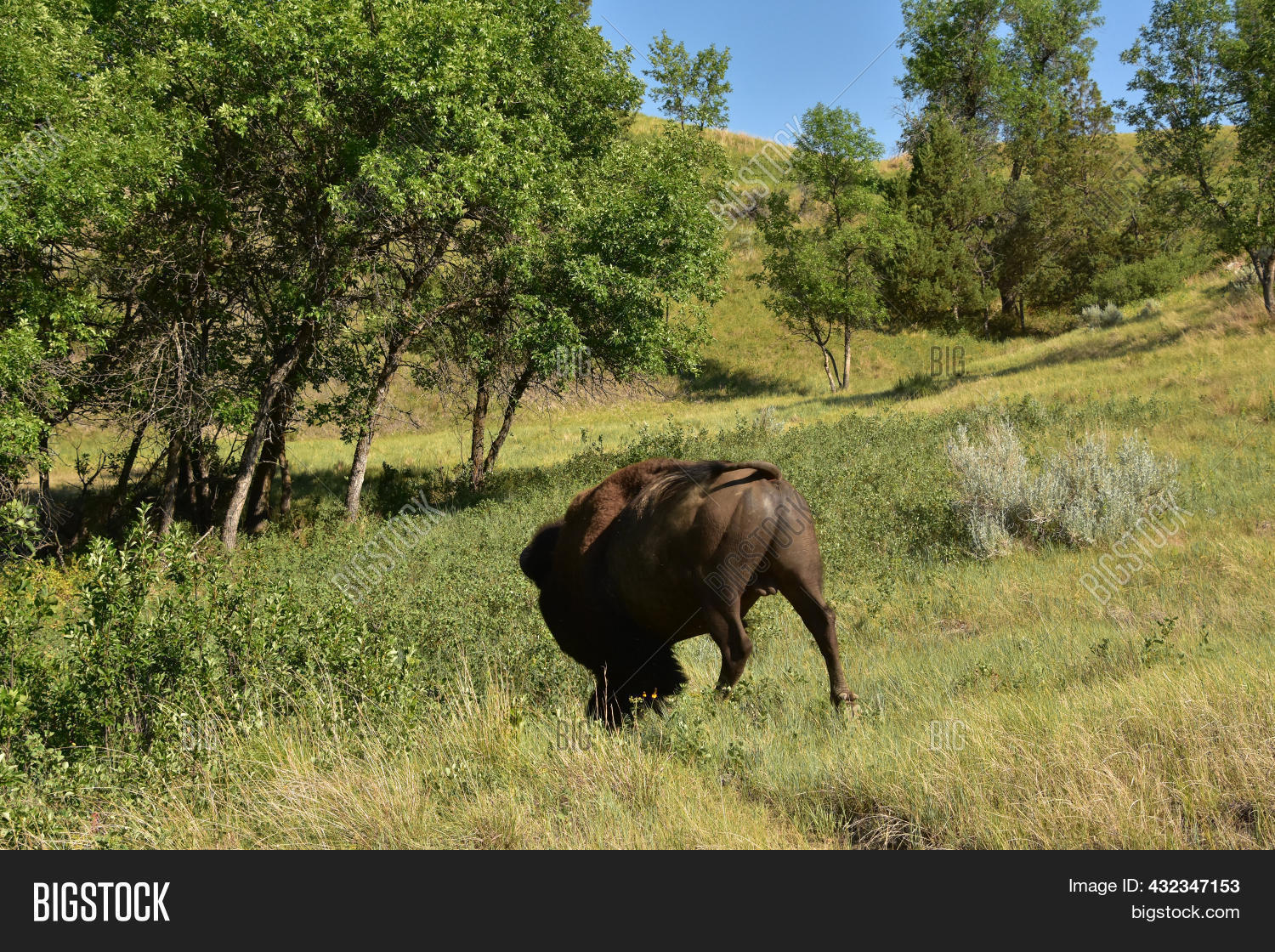 Back Side Bison Bull Image & Photo (Free Trial) | Bigstock