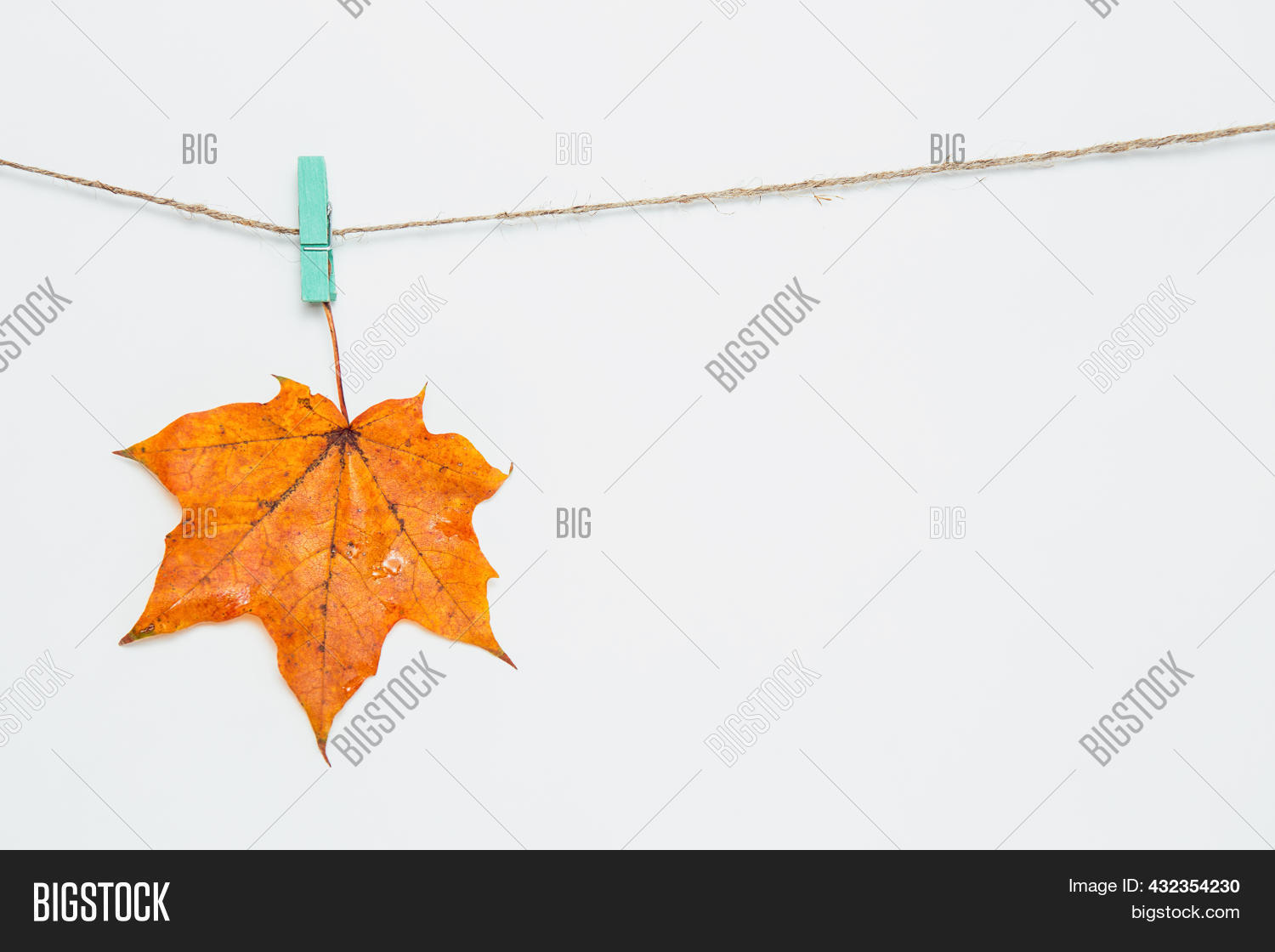 One Maple Leaf Hanging Image & Photo (Free Trial) | Bigstock
