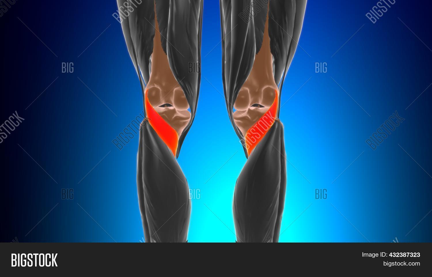 Popliteus Muscle Image & Photo (Free Trial) | Bigstock