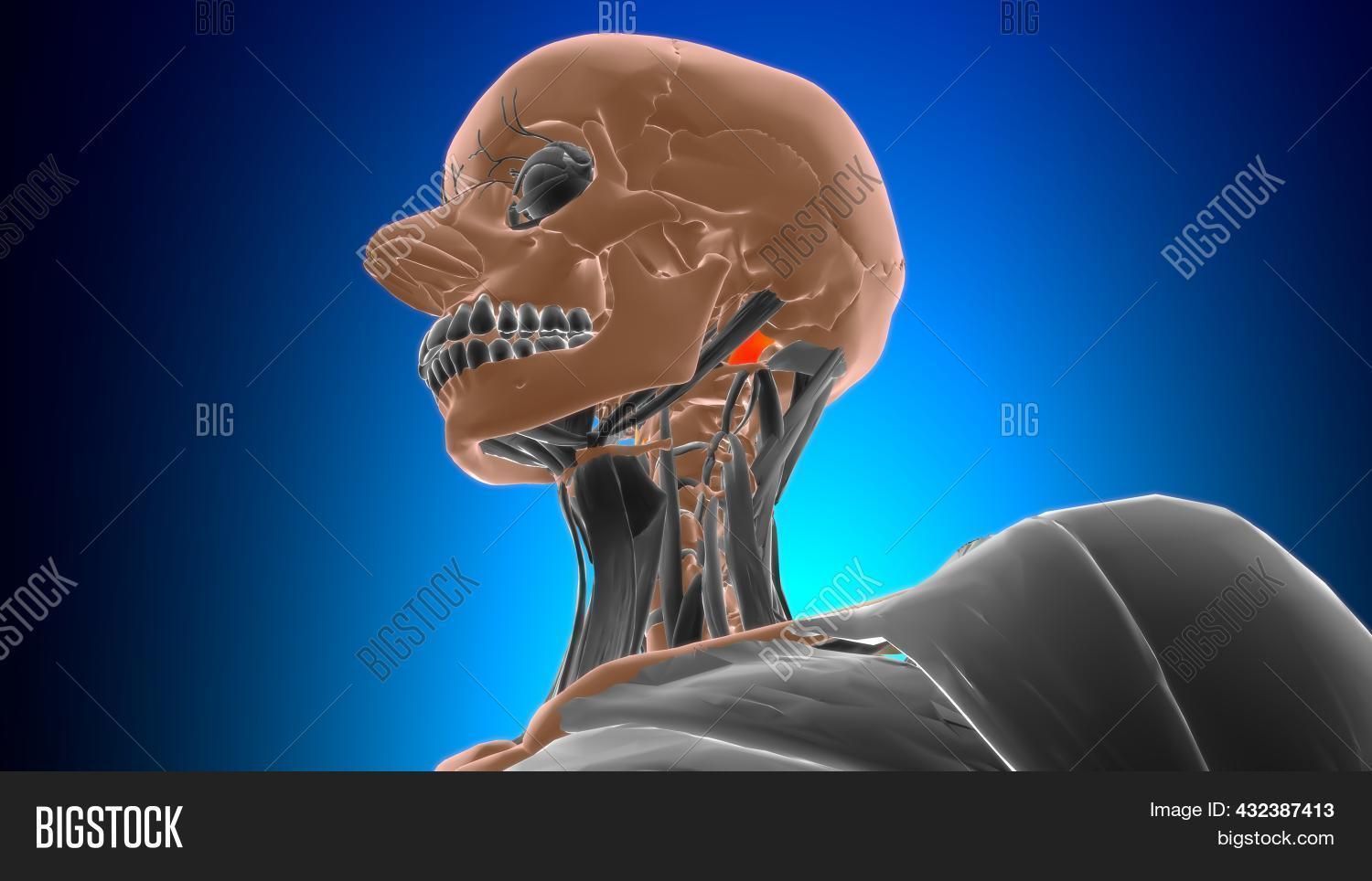 Rectus Capitis Image & Photo (Free Trial) | Bigstock