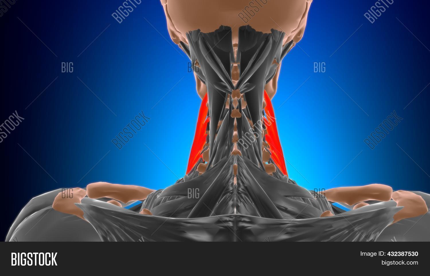 Scalenus Medius Muscle Image & Photo (Free Trial) | Bigstock