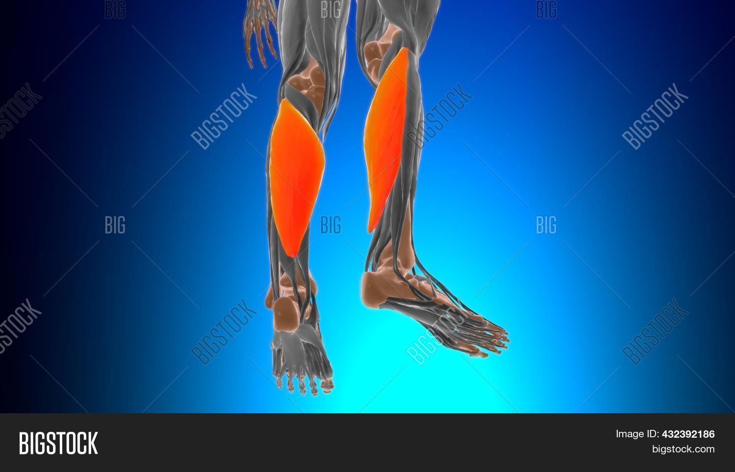 Soleus Muscle Anatomy Image & Photo (Free Trial) | Bigstock