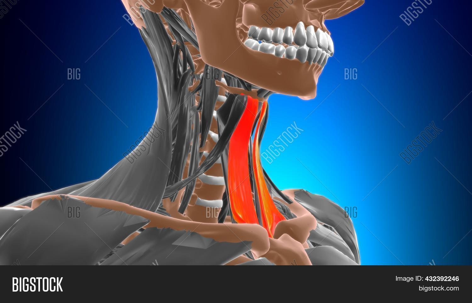 Sternohyoid Muscle Image & Photo (Free Trial) | Bigstock