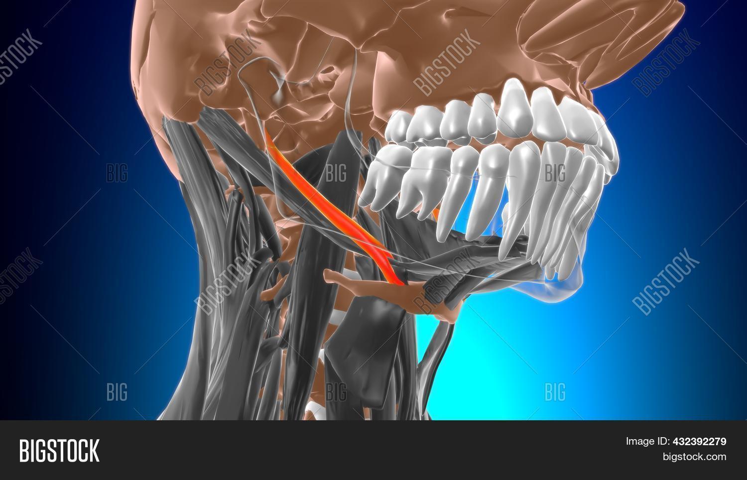 Stylohyoid Muscle Image & Photo (Free Trial) | Bigstock