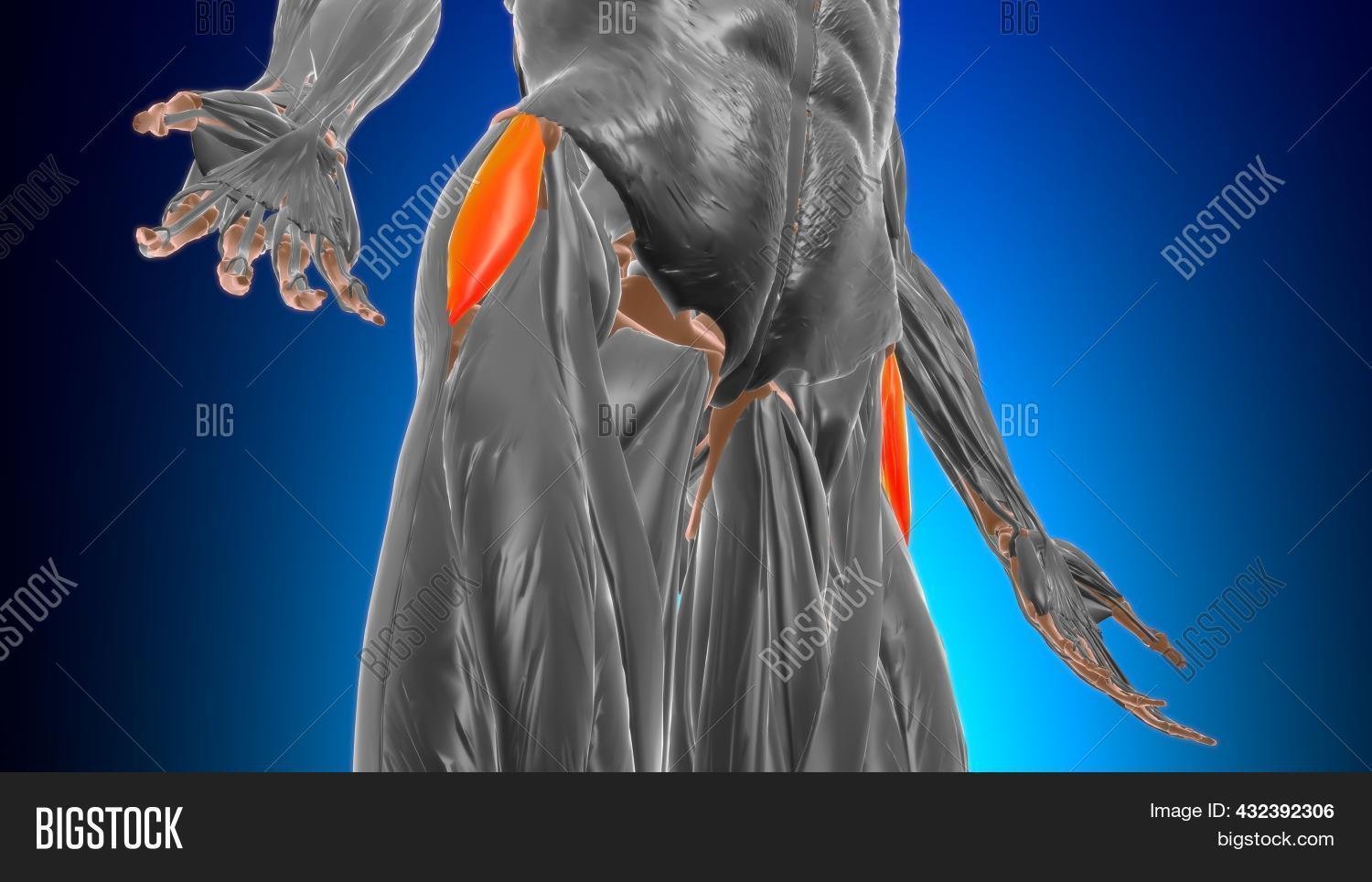 Tensor Fasciae Latae Image & Photo (Free Trial) | Bigstock
