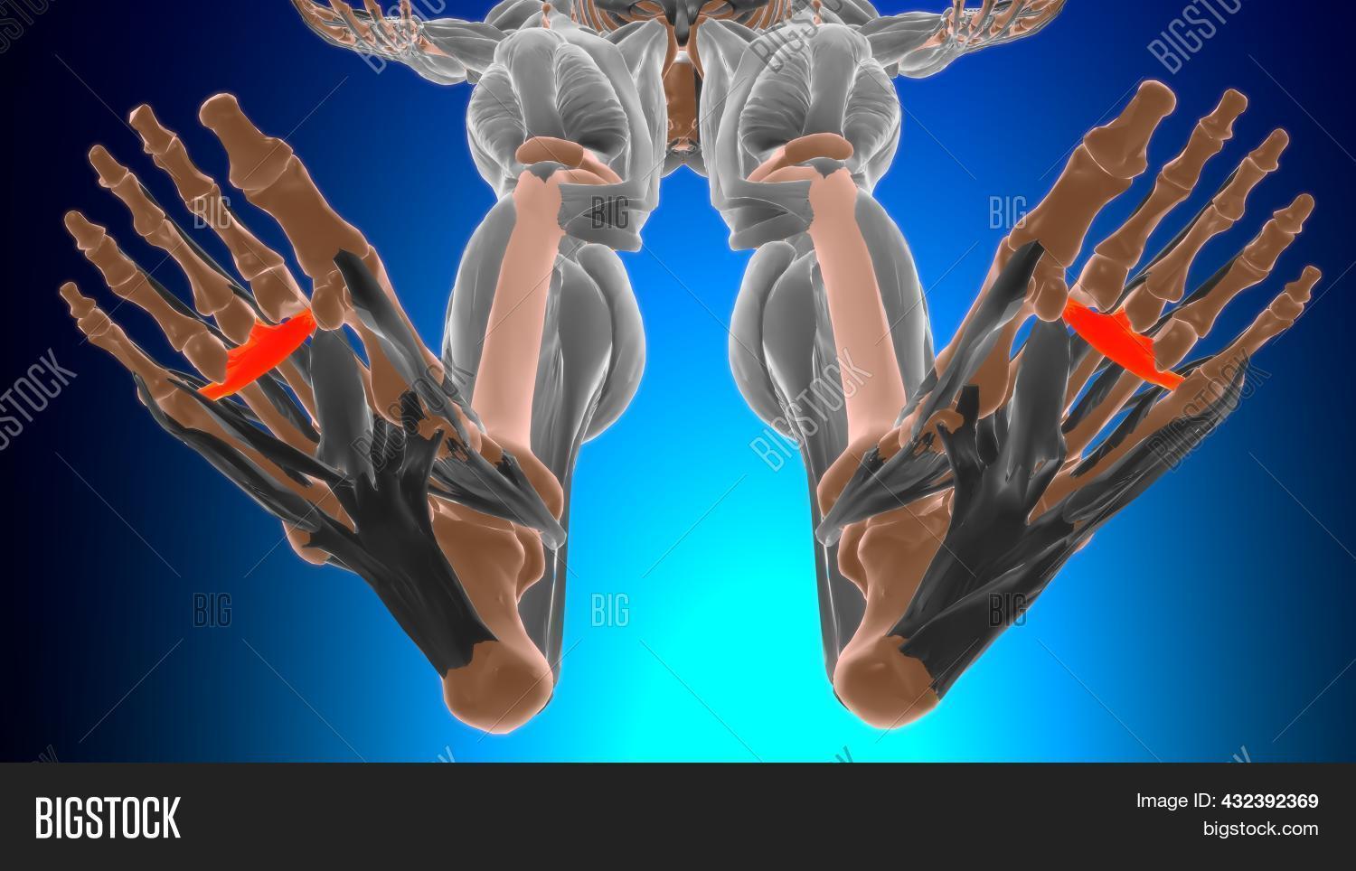 Transverse Head Image & Photo (Free Trial) | Bigstock