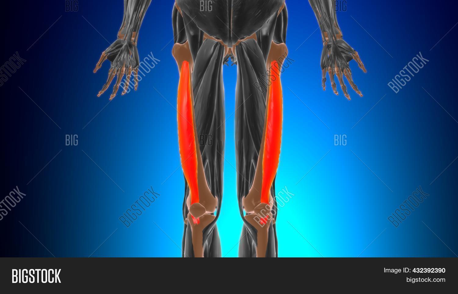 Vastus Intermedius Image & Photo (Free Trial) | Bigstock