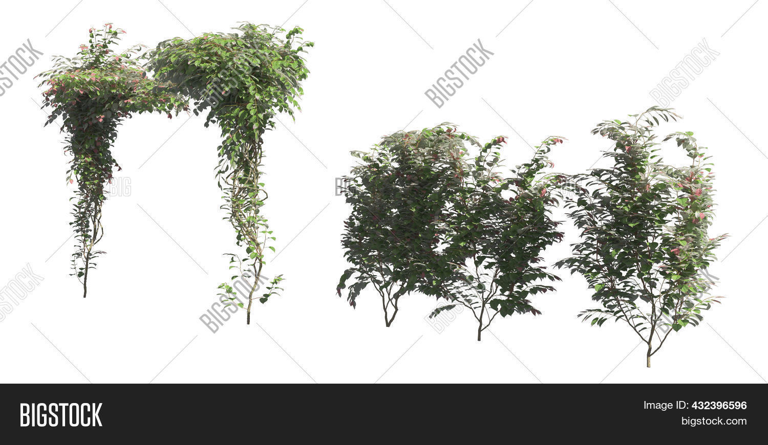 Climbing Plants Image & Photo (Free Trial) | Bigstock