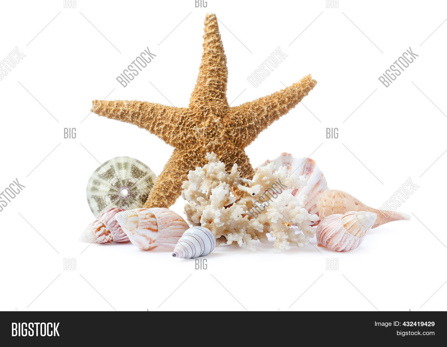 Beautiful Sea Star, Image & Photo (Free Trial) | Bigstock
