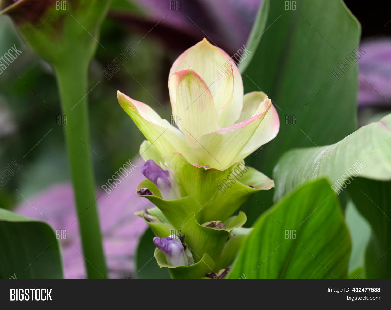 Blooming Pink Turmeric Image & Photo (Free Trial) | Bigstock