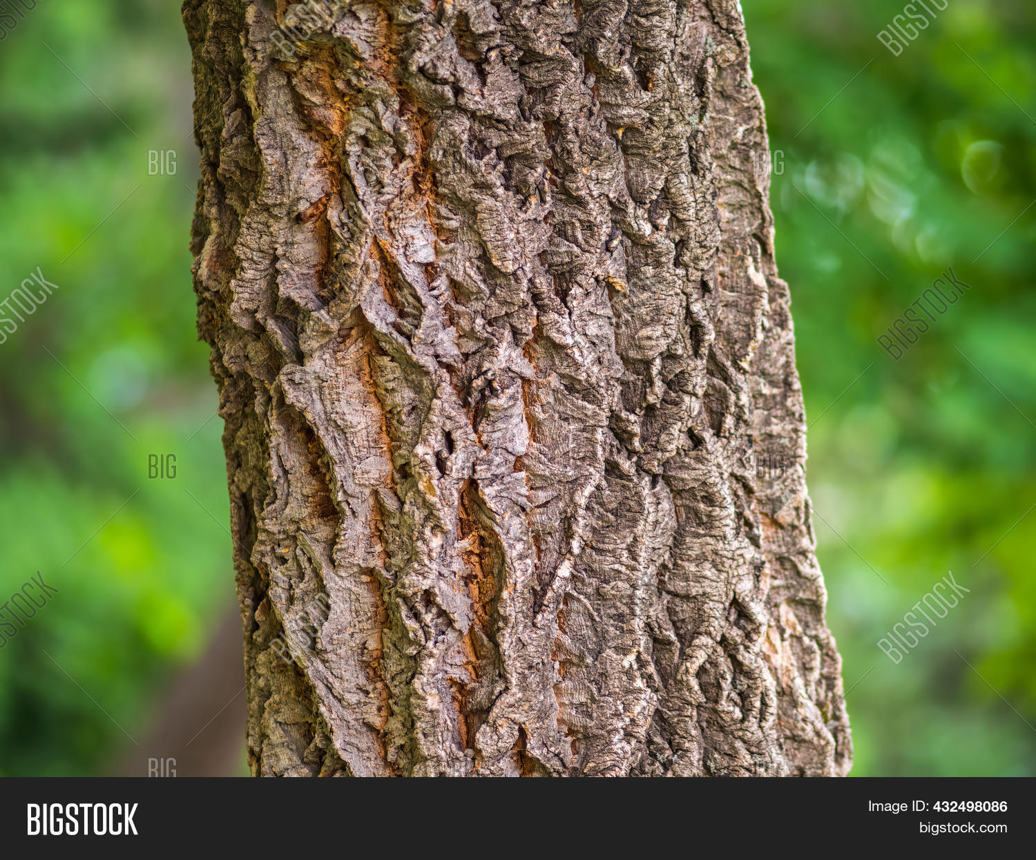 Cork Oak Tree Bark Image & Photo (Free Trial) | Bigstock