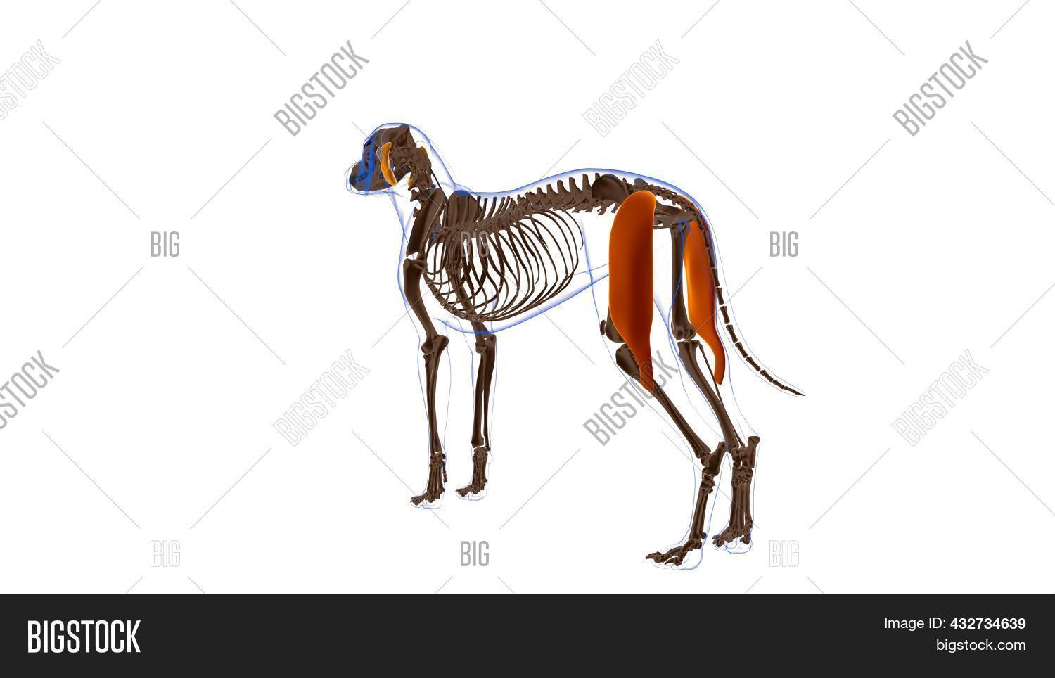 Biceps Femoris Muscle Image & Photo (Free Trial) | Bigstock