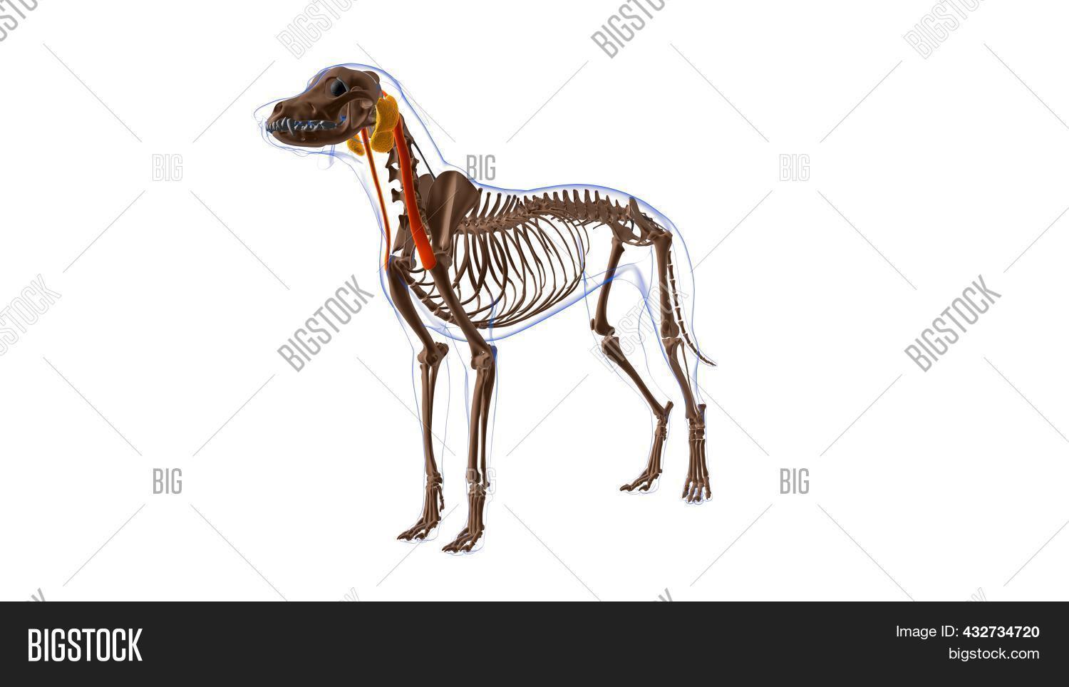 Cleidomastoideus Image & Photo (Free Trial) | Bigstock