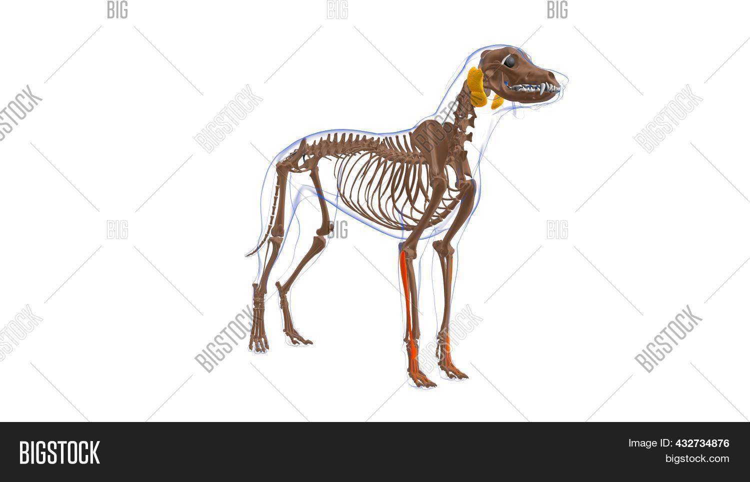 Extensor Digitorum Image & Photo (Free Trial) | Bigstock