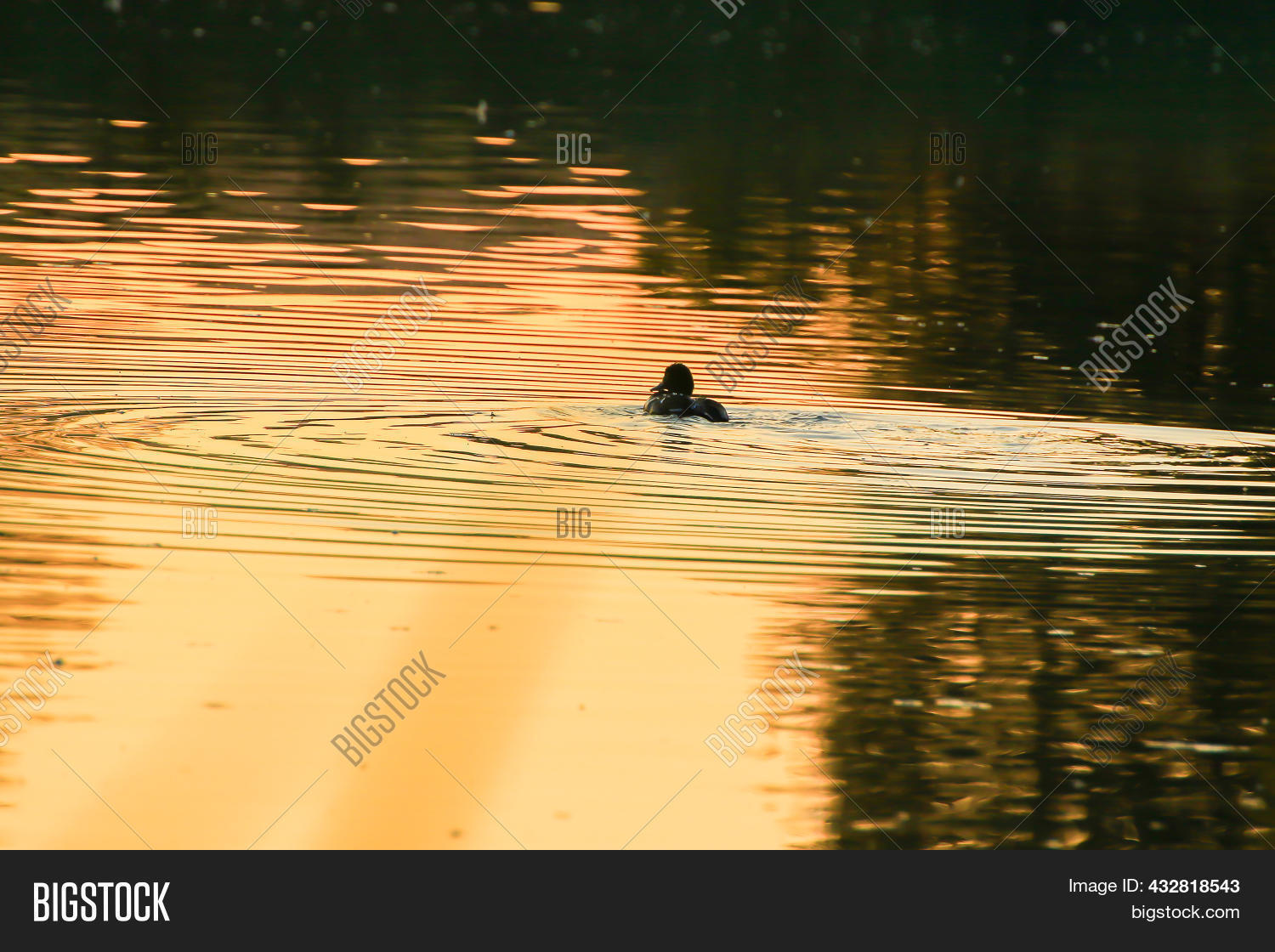 Wild Goose Float Image & Photo (Free Trial) | Bigstock