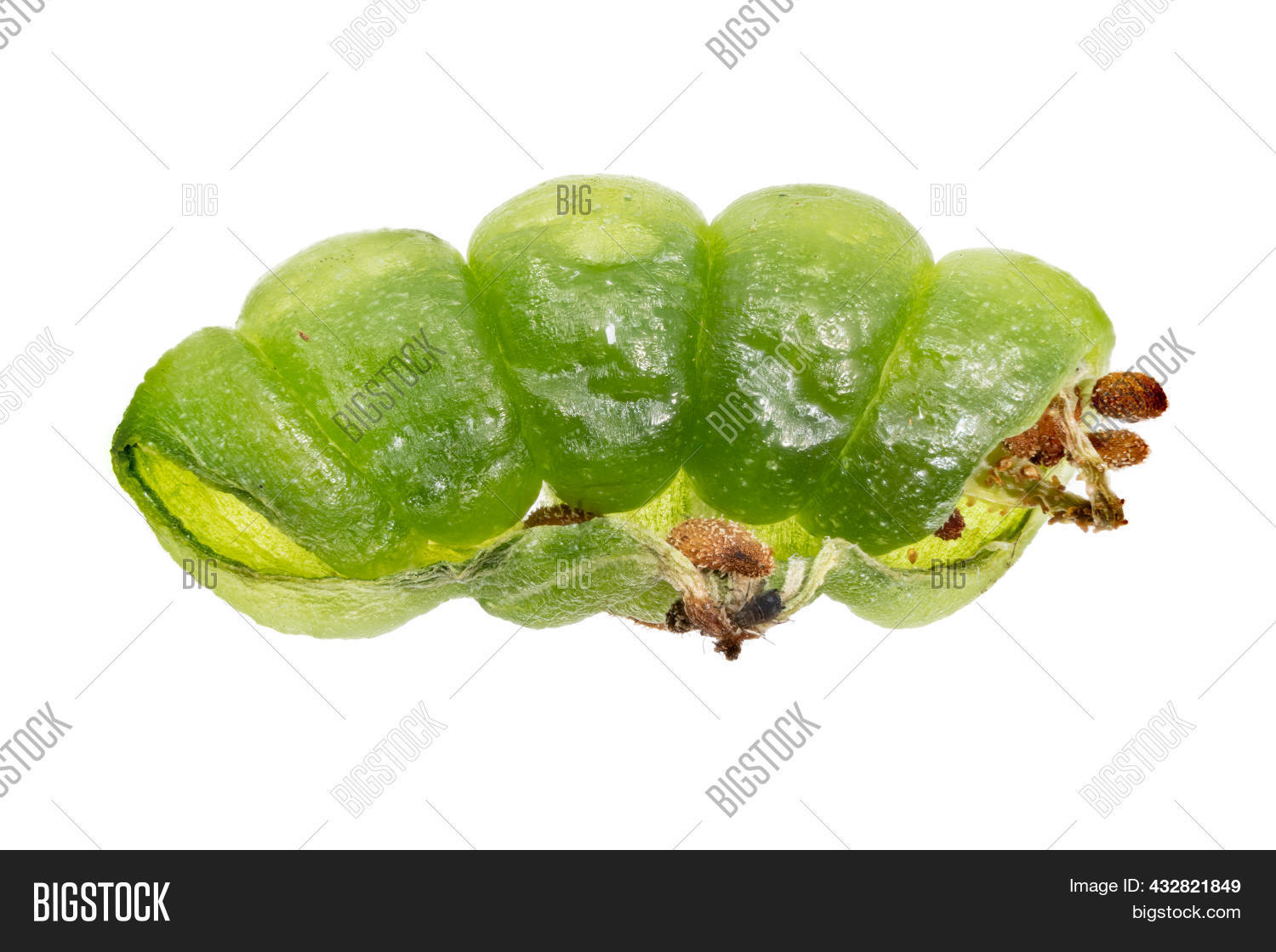 Cracked Seed Pods Image & Photo (Free Trial) | Bigstock