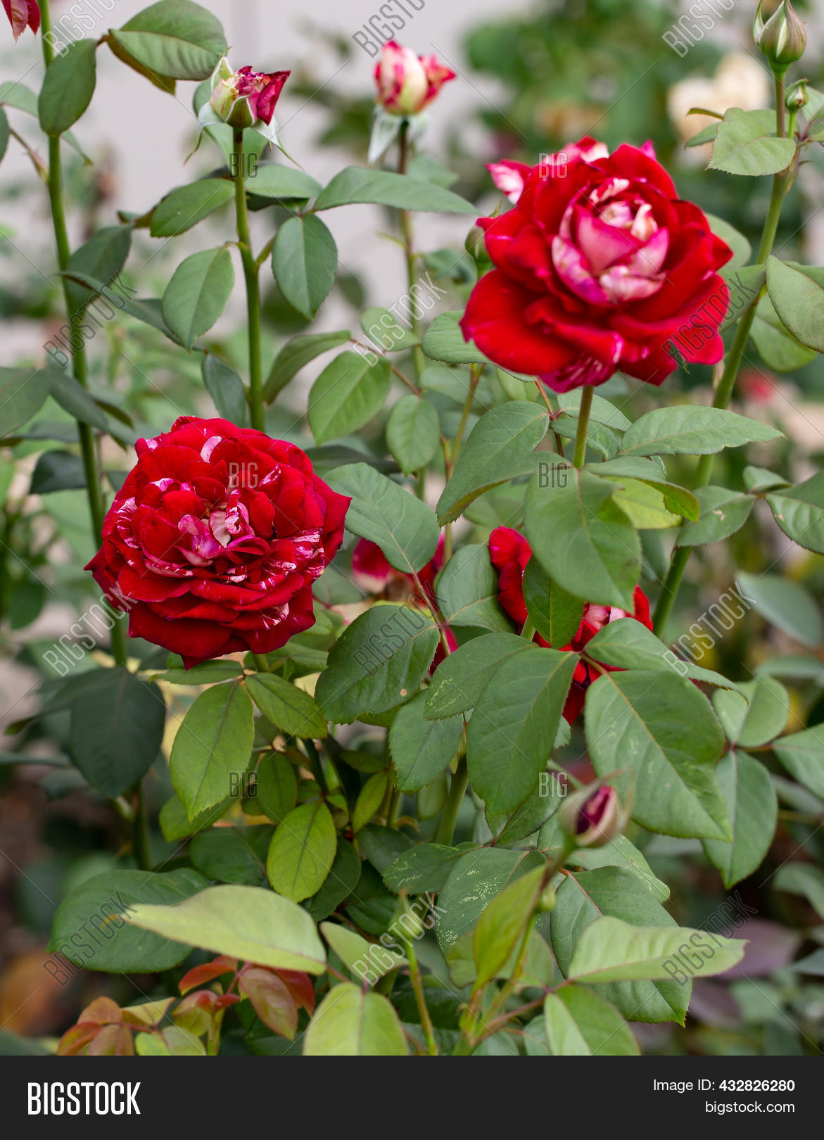 Beautiful Chinese Rose Image & Photo (Free Trial) | Bigstock
