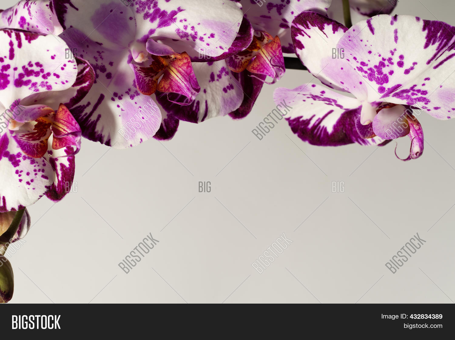 Floral Border Orchid Image & Photo (Free Trial) | Bigstock