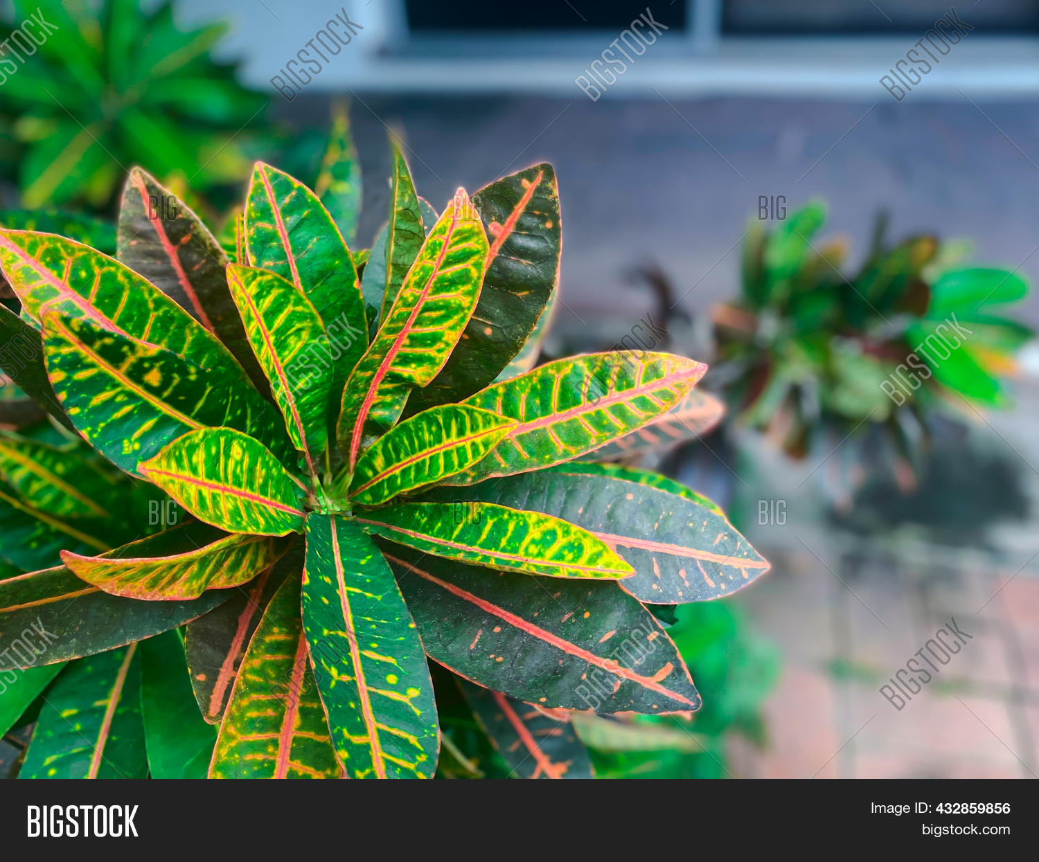 Greenery Background Image & Photo (Free Trial) | Bigstock