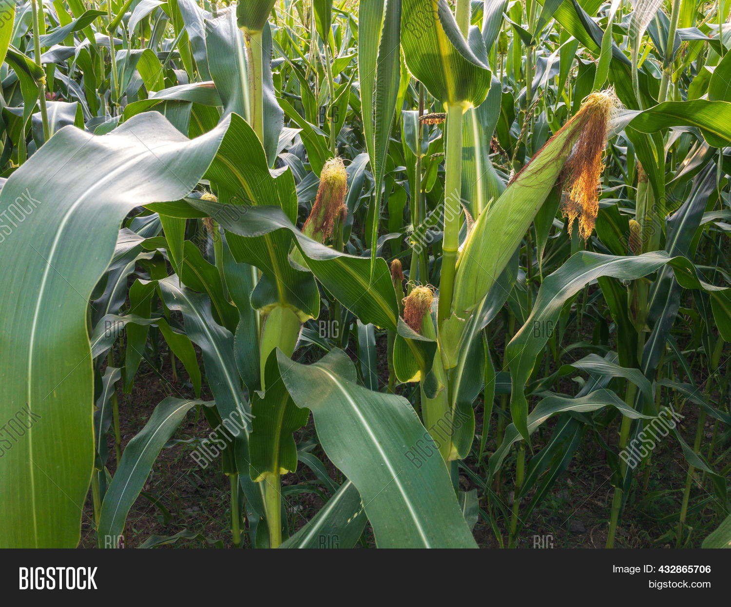 Close Corn Cob Maize Image & Photo (Free Trial) | Bigstock